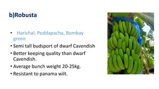 banana-classification and floral biology.pptx | Gardening | Home & Garden
