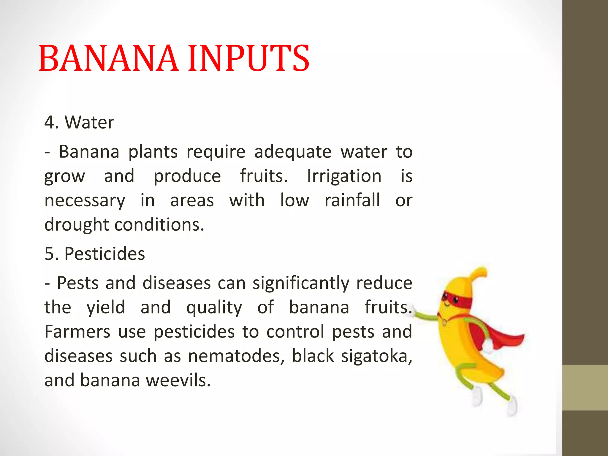 BANANA production and processing-PPT.pptx