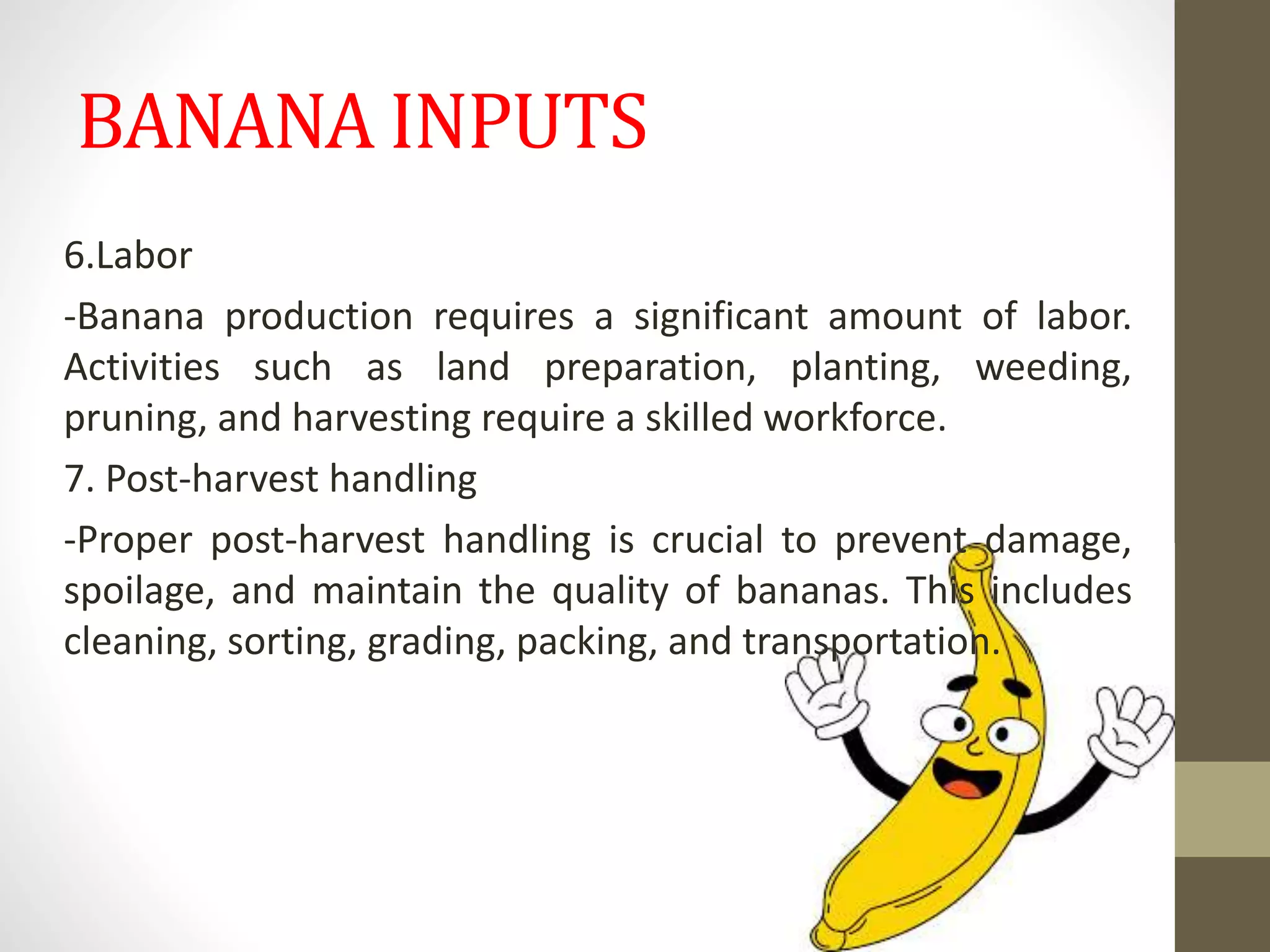 BANANA production and processing-PPT.pptx