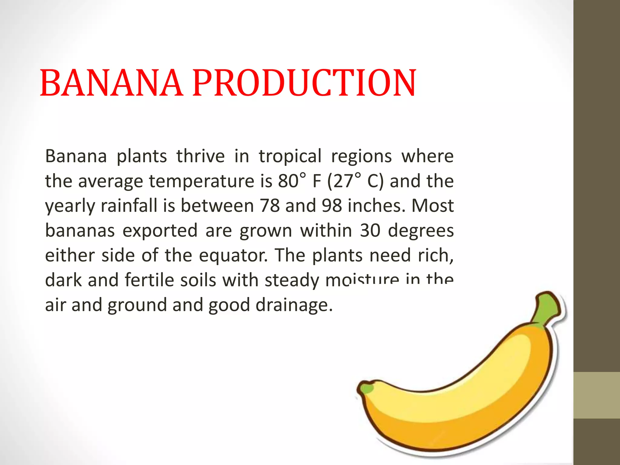 BANANA production and processing-PPT.pptx