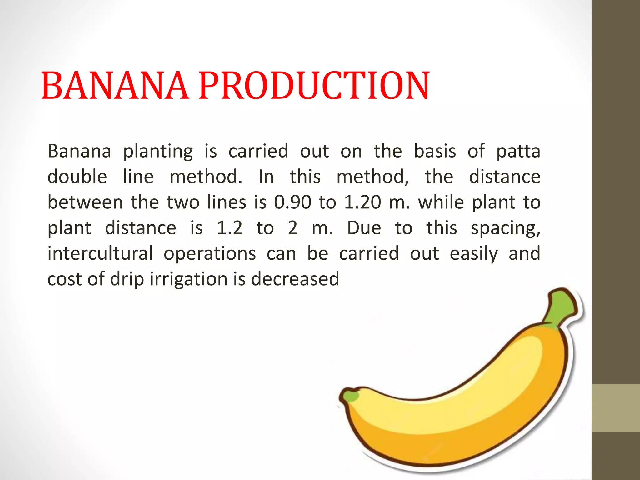 BANANA production and processing-PPT.pptx