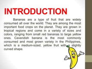 BANANA production and processing-PPT.pptx
