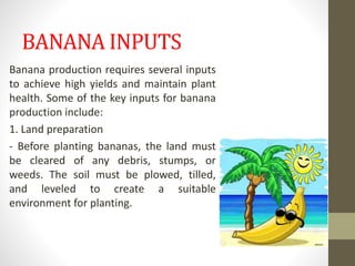 BANANA production and processing-PPT.pptx
