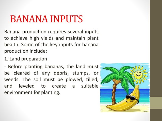 BANANA production and processing-PPT.pptx