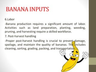 BANANA production and processing-PPT.pptx