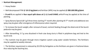 banana (2).pptx production technology soil climate | PPTX