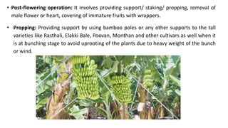 banana (2).pptx production technology soil climate | PPTX