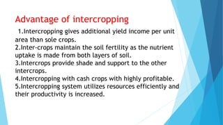 Banana and turmeric Intercropping | PPTX