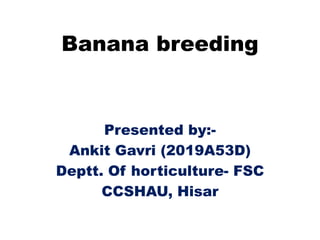 Banana breeding | PPTX