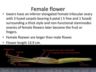 Banana breeding | PPTX