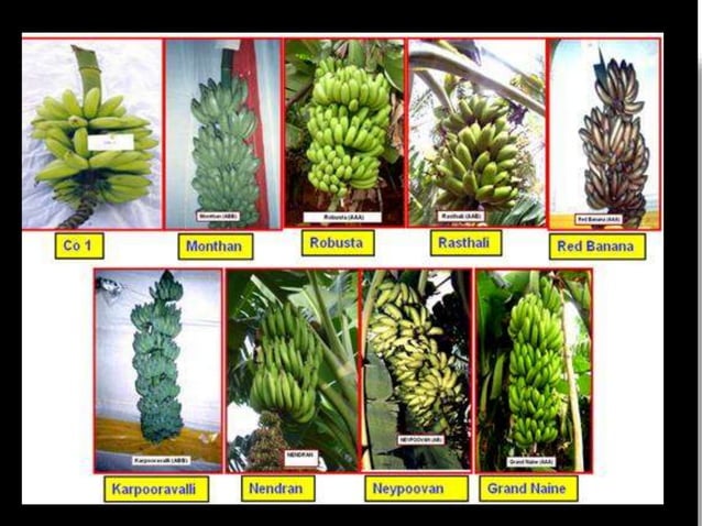 Banana breeding | PPTX