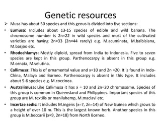 Banana breeding | PPTX