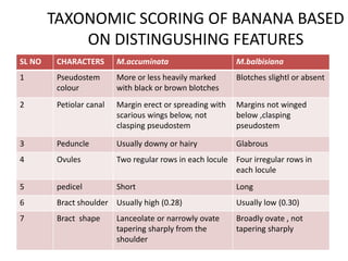 Banana breeding | PPTX