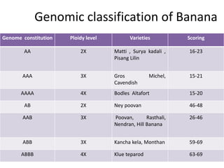 Banana breeding | PPTX