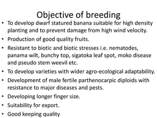 Banana breeding | PPTX