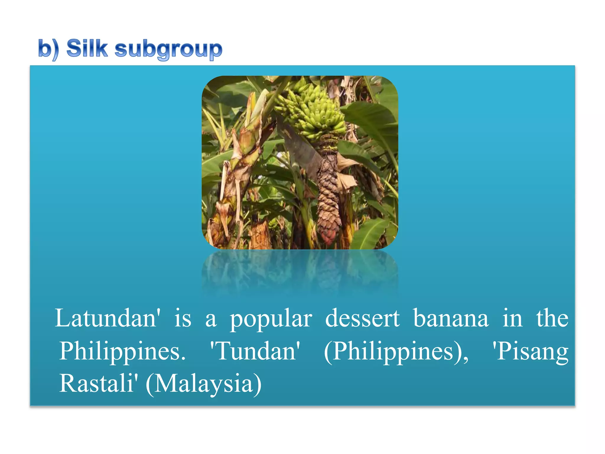 BANANA BREEDING.pptx
