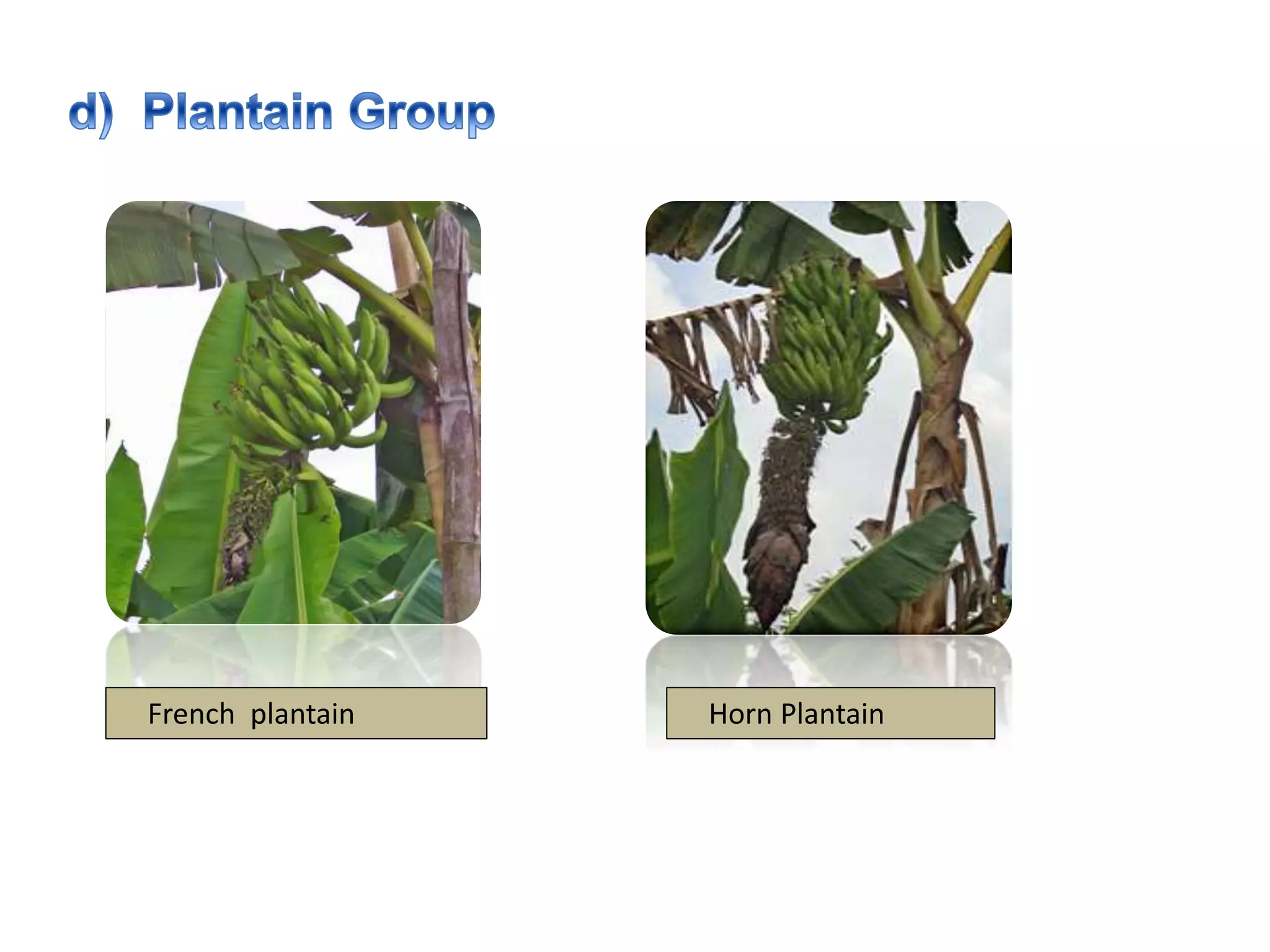 BANANA BREEDING.pptx