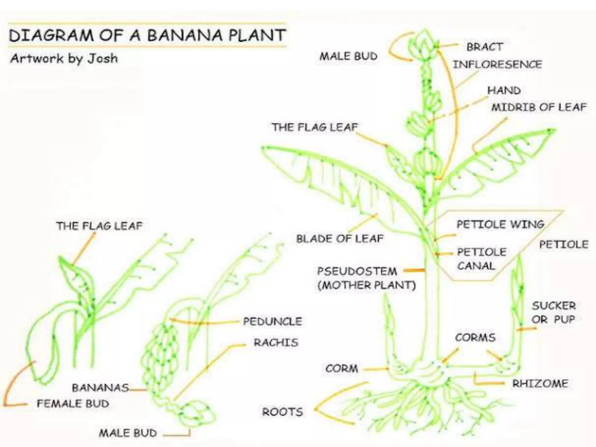 BANANA BREEDING.pptx