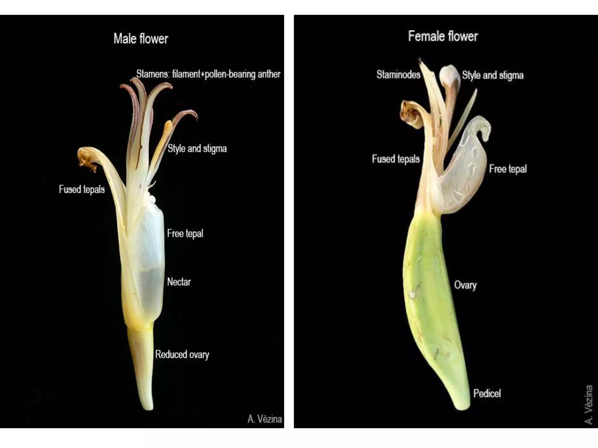 BANANA BREEDING.pptx