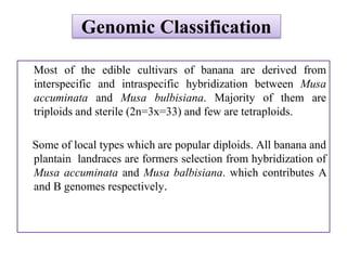 BANANA BREEDING.pptx