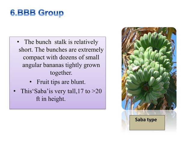 BANANA BREEDING.pptx | Gardening | Home & Garden