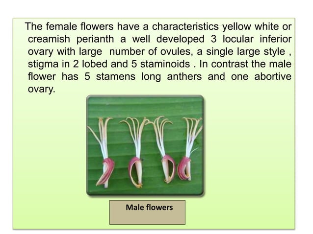 BANANA BREEDING.pptx | Gardening | Home & Garden