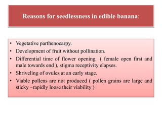 BANANA BREEDING.pptx