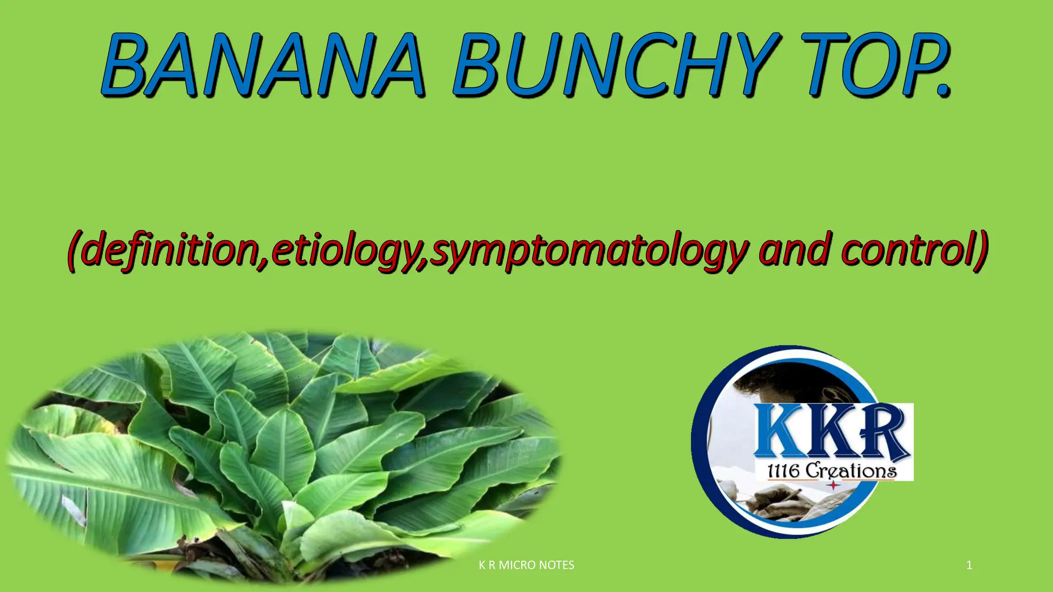 BANANA BUNCHY TOP K R.pptx
