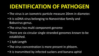 Banana Bunchy Top Virus(BBTV) .pptx