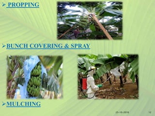 Banana cultivation | PPTX