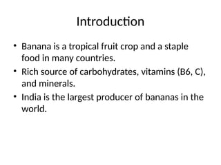 Banana_Cultivation_PPT.pptx..................... | PPTX