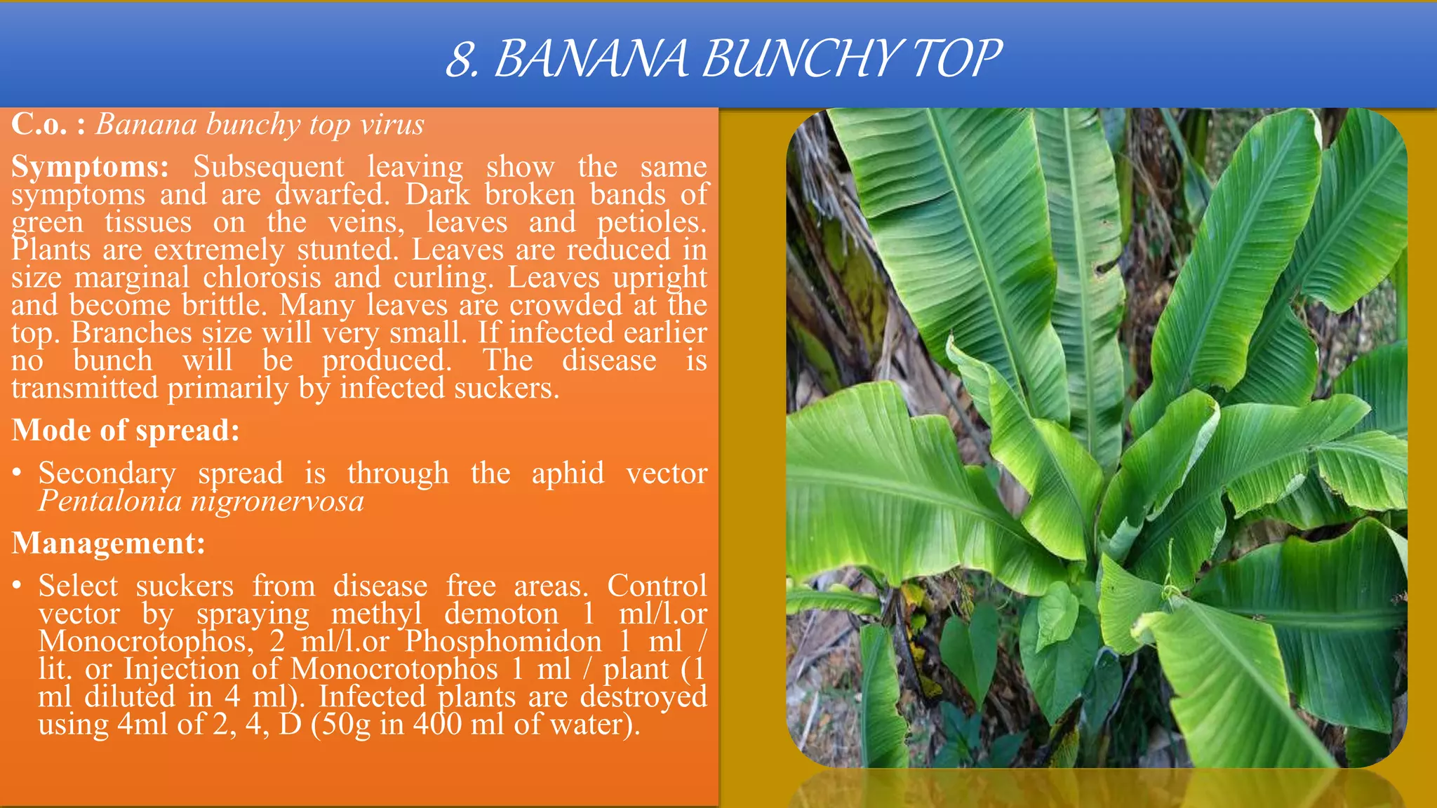 BANANA DISEASE PPT.pptx