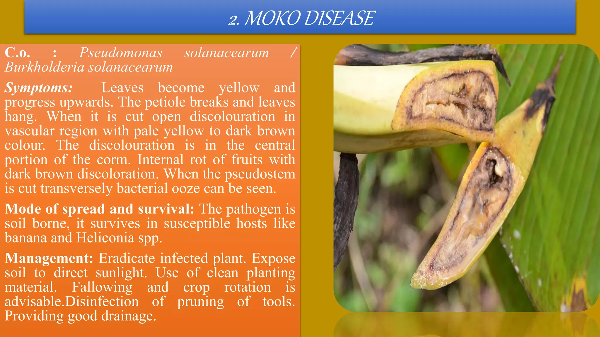 BANANA DISEASE PPT.pptx