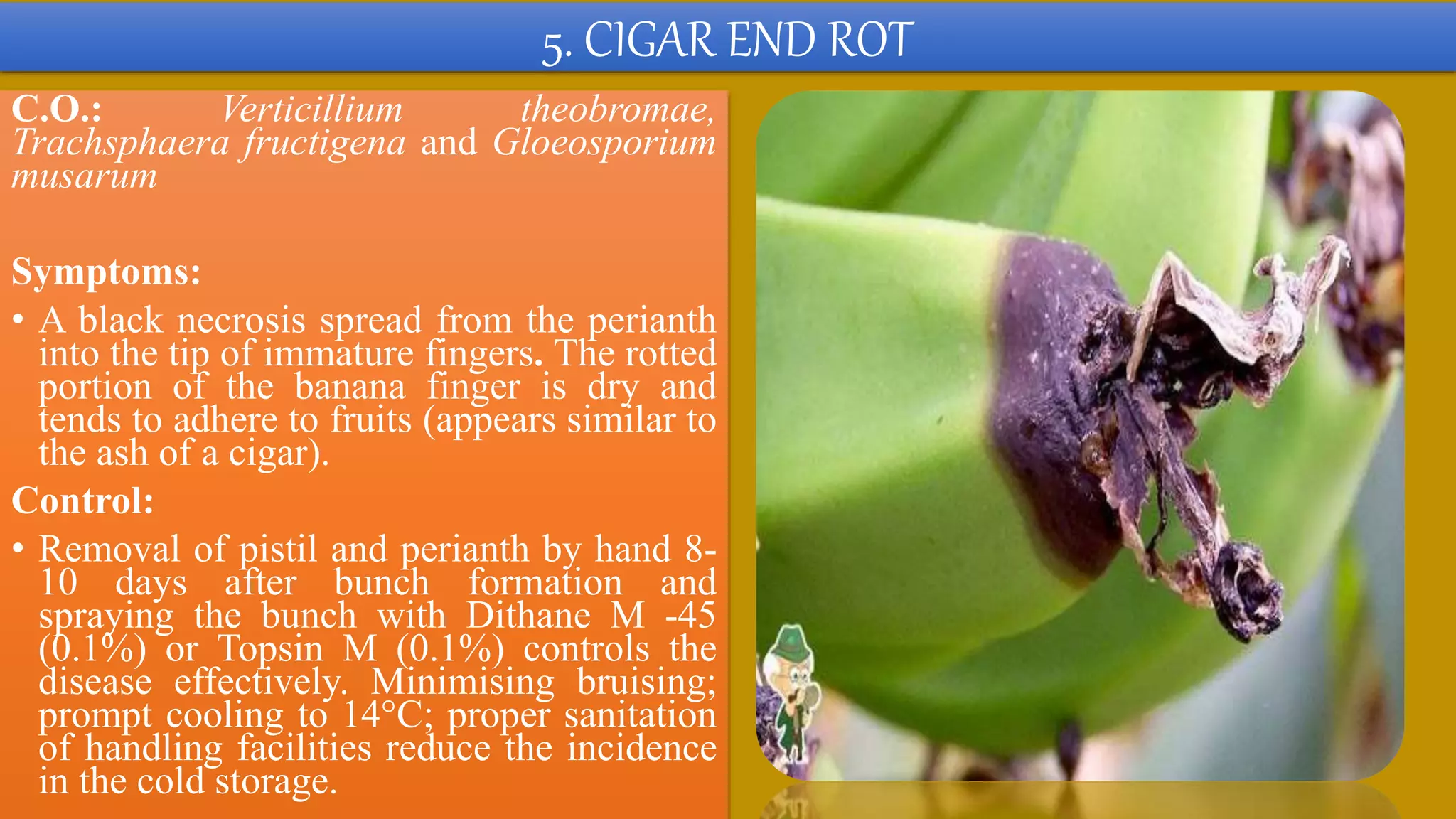BANANA DISEASE PPT.pptx