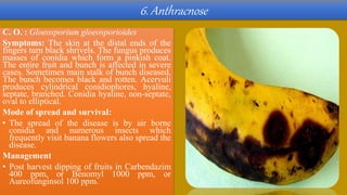 BANANA DISEASE PPT.pptx