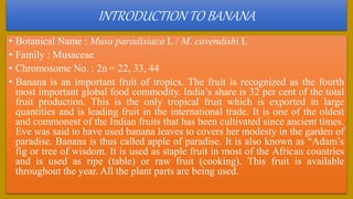BANANA DISEASE PPT.pptx