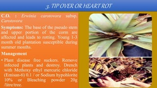 BANANA DISEASE PPT.pptx