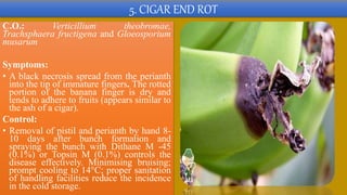 BANANA DISEASE PPT.pptx