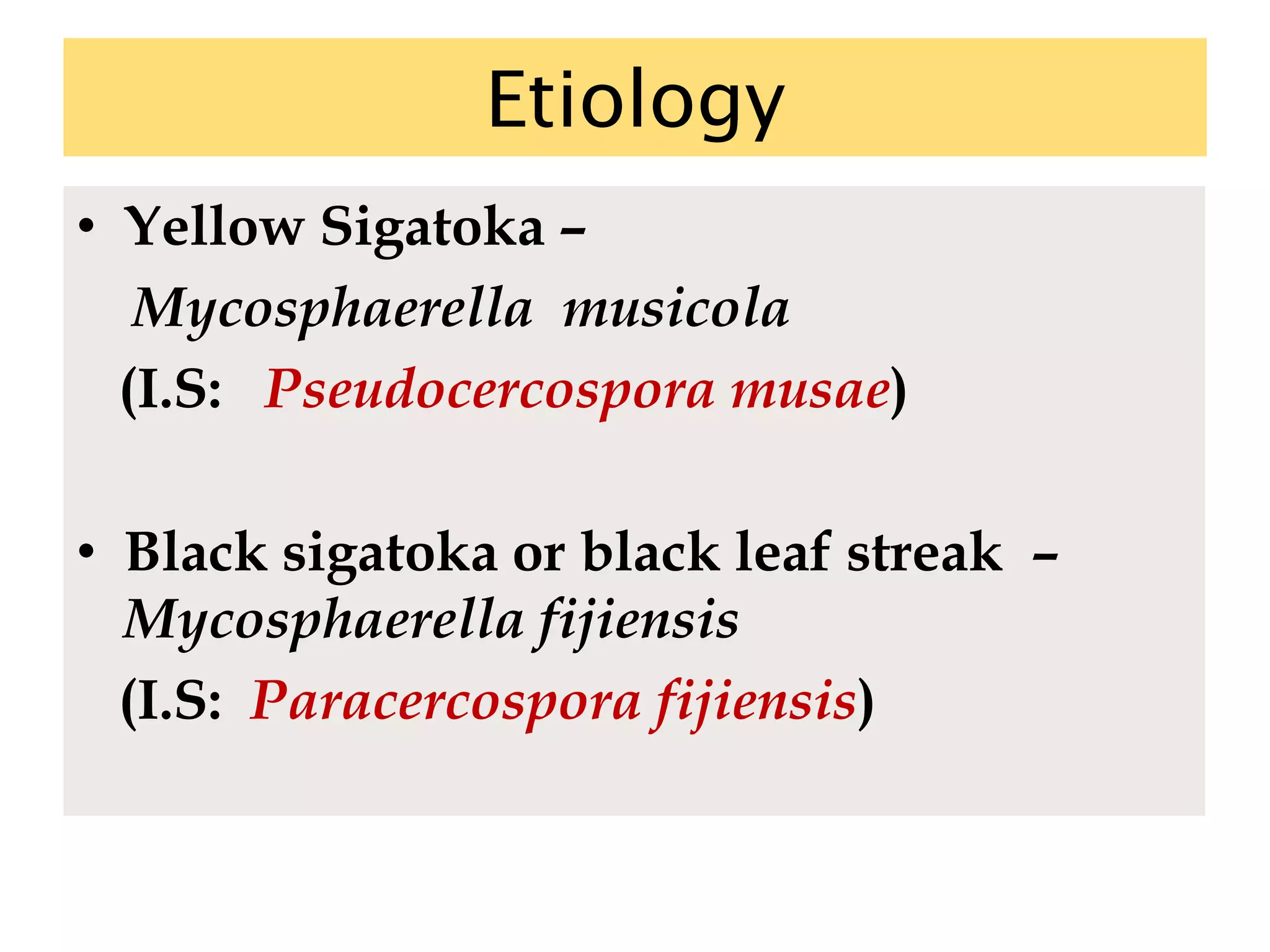 Banana diseases | PDF