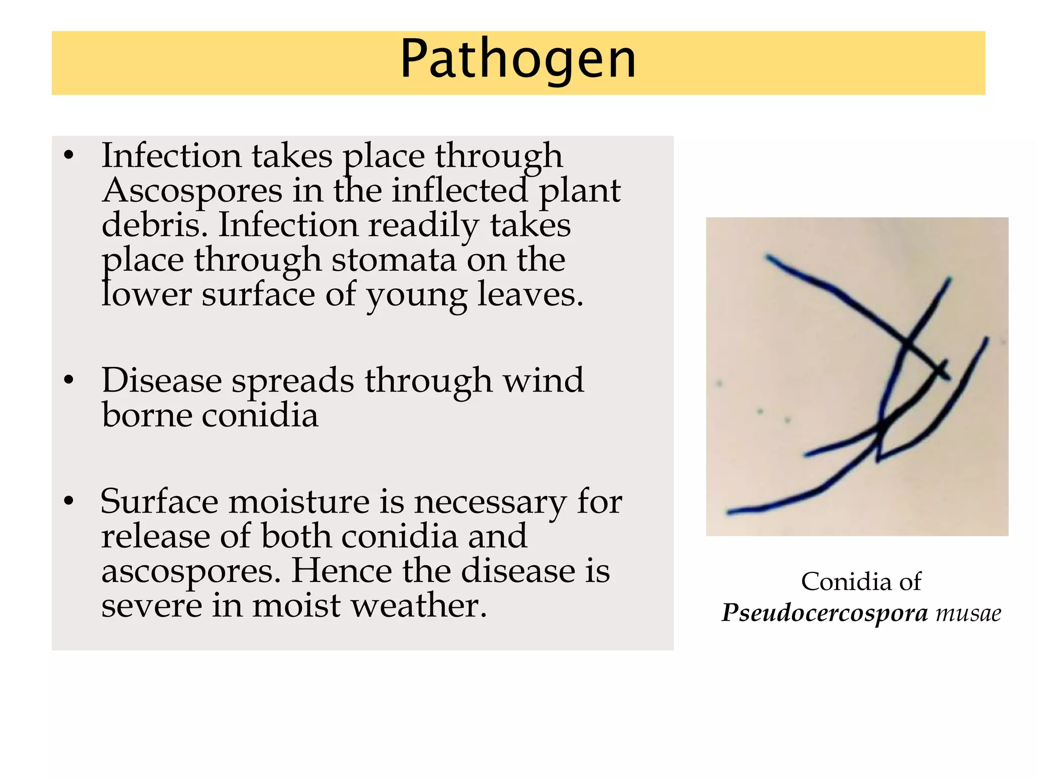 Banana diseases | PDF