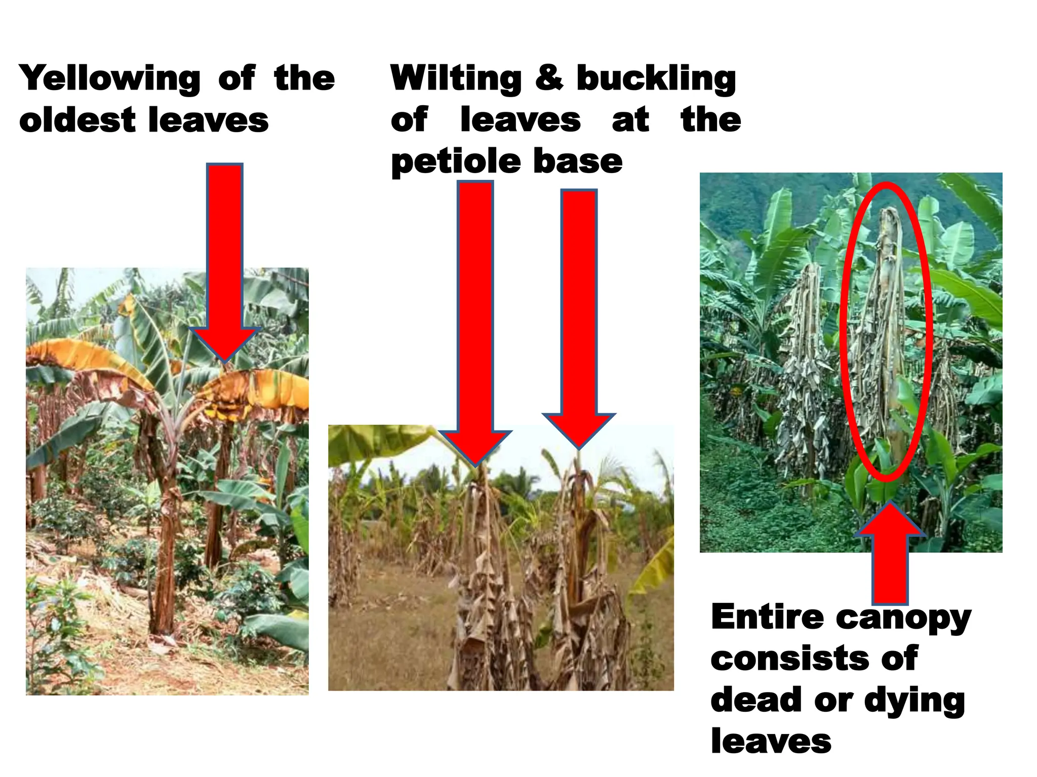 Banana_disease_Lec-1.ppt.plant,,,pathology | PPT