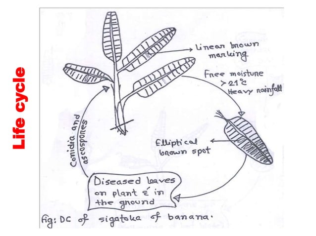 Banana_disease_Lec-1.ppt.plant,,,pathology | PPT