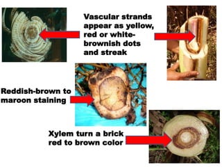 Banana_disease_Lec-1.ppt.plant,,,pathology | PPT