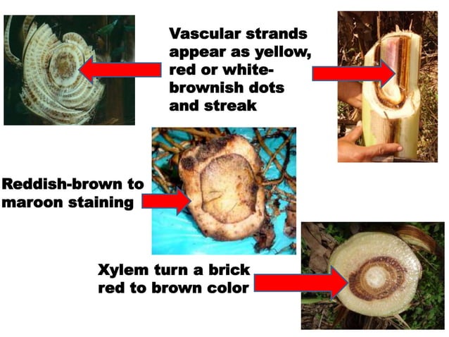 Banana_disease_Lec-1.ppt.plant,,,pathology | PPT