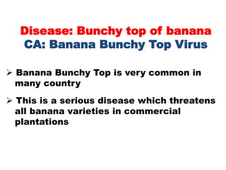 Banana_disease_Lec-1.ppt.plant,,,pathology | PPT
