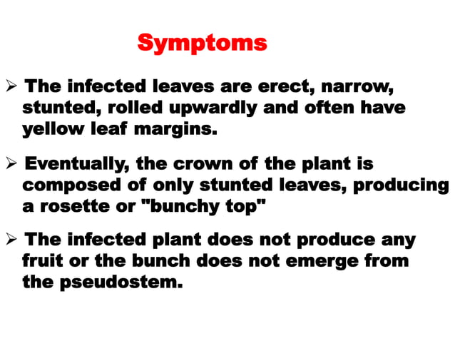 Banana_disease_Lec-1.ppt.plant,,,pathology | PPT