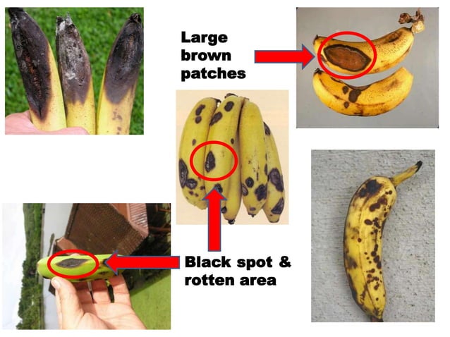 Banana_disease_Lec-1.ppt.plant,,,pathology | PPT