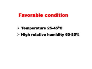 Banana_disease_Lec-1.ppt.plant,,,pathology | PPT