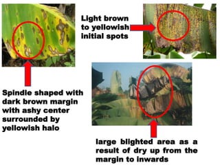 Banana_disease_Lec-1.ppt.plant,,,pathology | PPT