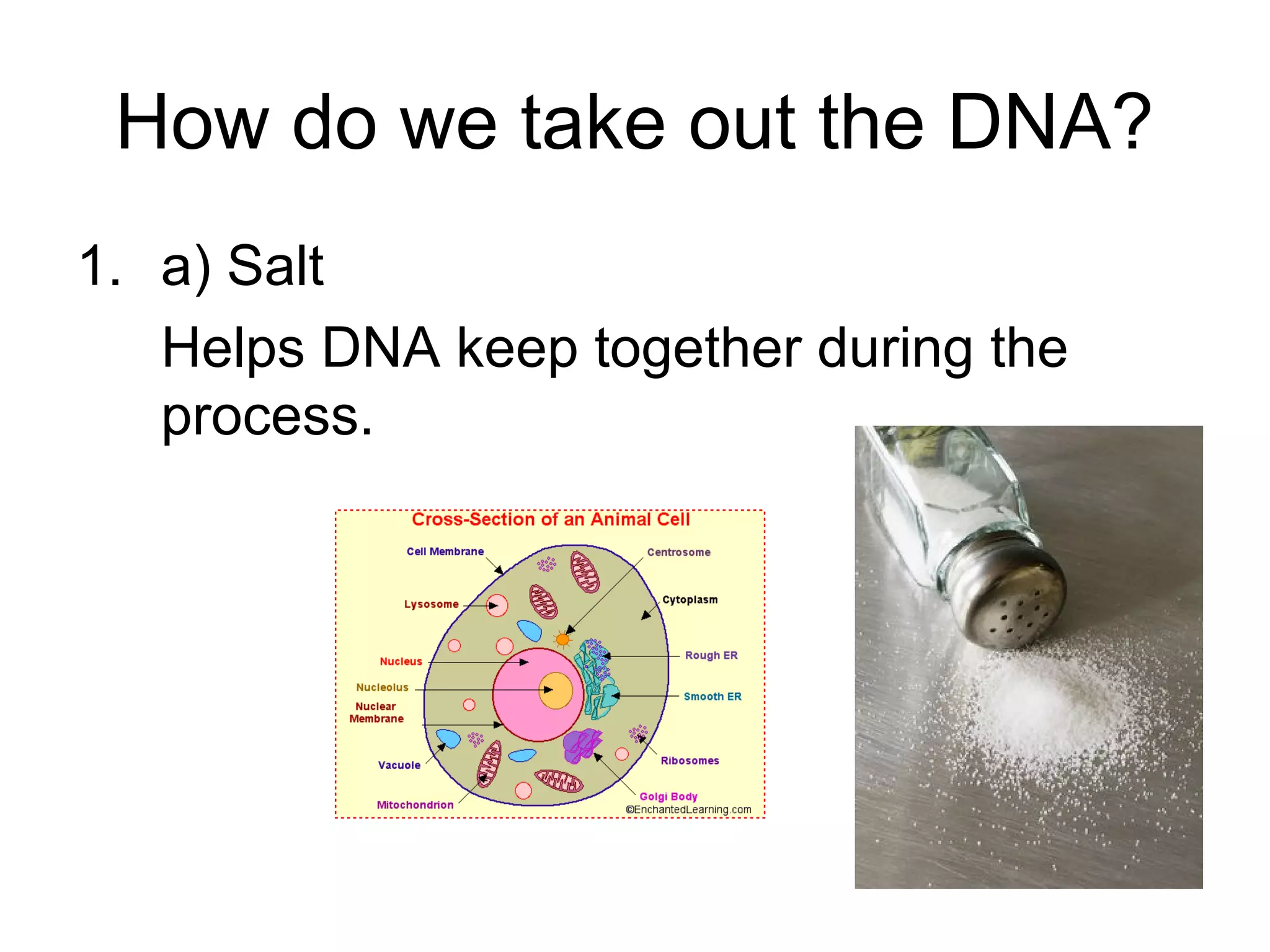 Banana dna lab isolating dna from a banana activity | PPT
